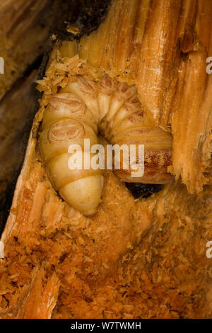 Giant root borer beetle (Prionus californicus) larva boring through ...