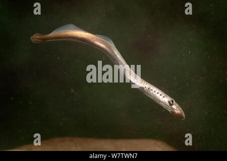 lamprey eel jawless fish with a toothed funnel like sucking mouth Stock ...