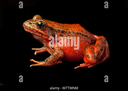 Female Northern red-legged frog (Rana aurora) portrait, captive, taken ...