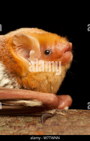 Eastern Red Bat (Lasiurus borealis) male flying, Conasauga River ...