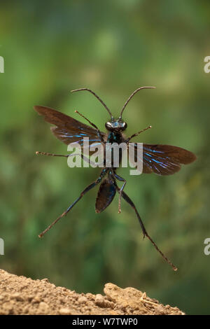 Spider Wasps (Pompilidae) Insecta Stock Photo - Alamy