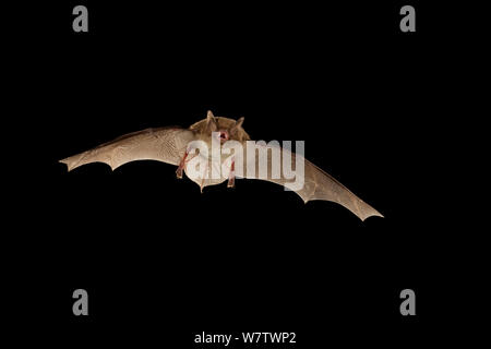 Southeastern myotis bat (Myotis austroriparius) in flight, Big Thicket ...