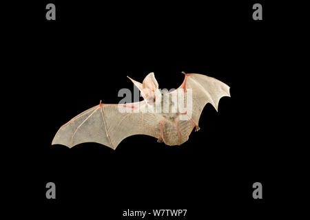 Spotted Bat (Euderma maculatum) flying at night near the edge of the ...