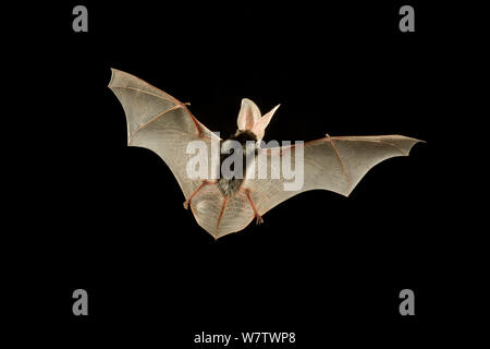 Spotted Bat (Euderma maculatum) flying at night near the edge of the ...