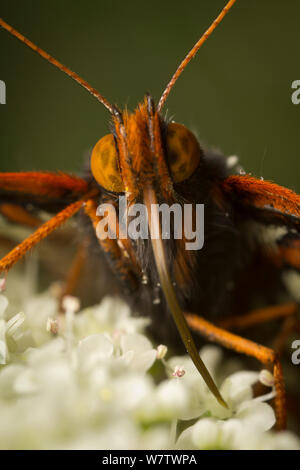 Taylor's Checkerspot (Euphydryas editha taylori), Willamette Valley ...