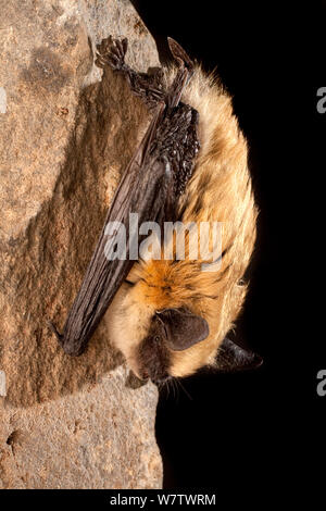 Western Small-Footed Myotis Stock Photo - Alamy