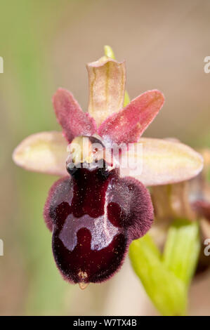 Hybrid Ophrys orchid, hybrid of Dark ophrys (Ophrys passionis) and ...