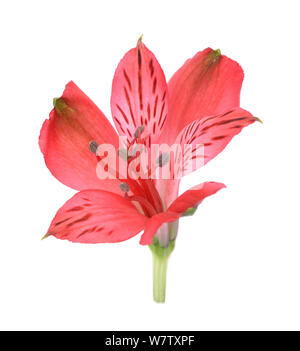 Alstroemeria psittacina (Peruvian lily, Lily of the Incas), perennial ...