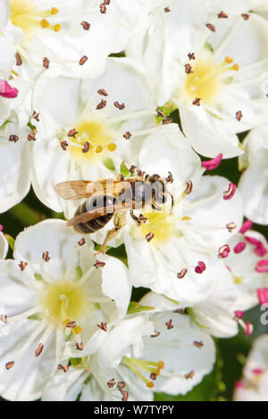 Slender Mining Bee, Lasioglossum calceatum, Halictidae, Hymenoptera ...