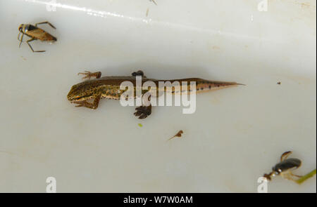 Male palmate newt (Lissotriton helveticus) in breeding condition ...