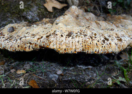 Oak bracket fungus (Inonotus dryadeus Stock Photo - Alamy
