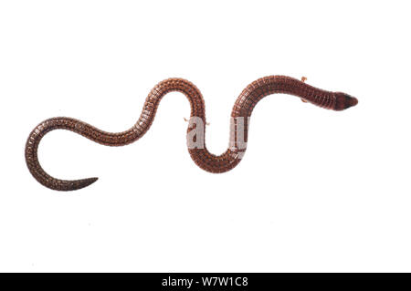 Spectacled lizard (Bachia flavescens) Chenapau, Guyana ...