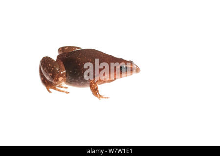 Timbo Disc frog (Synapturanus salseri) Chenapau, Guyana ...