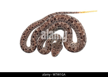 Fer-de-lance (Bothrops lanceolatus) captive, endemic to Martinique ...