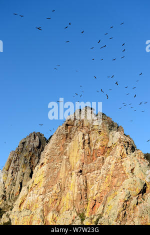 Griffon vulture soaring at Salto del Nervión Stock Photo - Alamy