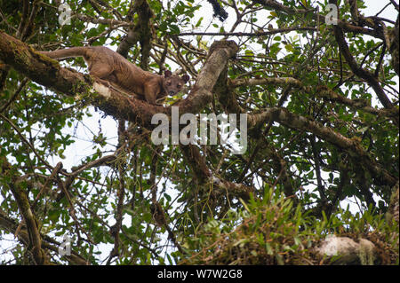 Fosa (Cryptoprocta ferox) mating in tree, Kirindy Forest, Madagascar ...