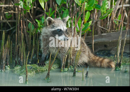 Pygmy Raccoon (Procyon pygmaeus) portrait, Cozumel Island, Mexico ...