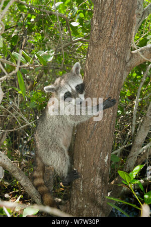Pygmy Raccoon (Procyon pygmaeus) climbing tree, Cozumel Island, Mexico ...