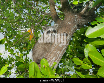 Pygmy Raccoon (Procyon pygmaeus) climbing tree, Cozumel Island, Mexico ...