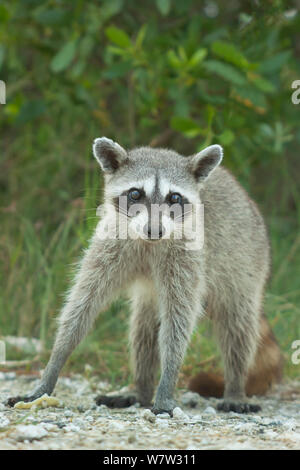 Cozumel Pygmy Raccoon, Cozumel, Mexico, Endangered Stock Photo - Alamy