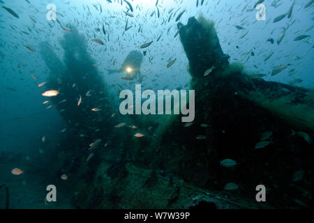 Diver on the wreck the US Submarine tender USS Macaw sunk in the World ...