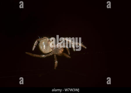Female Anapistula spider (Anapistula ataecina) only .56mm, the smallest ...