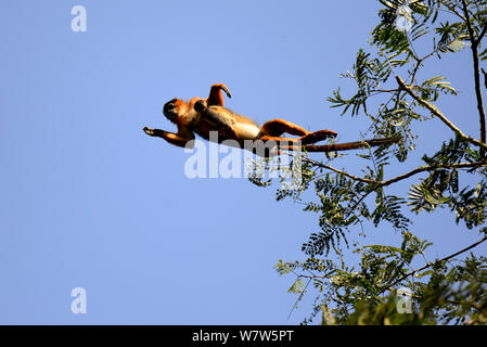 Upper Guinea red colobus monkey (Procolobus badius badius) leaping from ...
