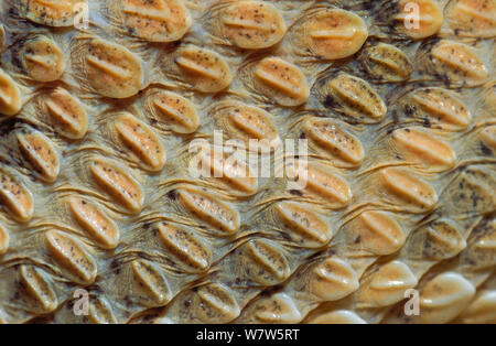 Desert Horned Viper (Cerastes cerastes), captive Stock Photo - Alamy