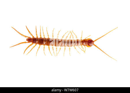Common centipede, Lithobius forficatus UK Stock Photo - Alamy