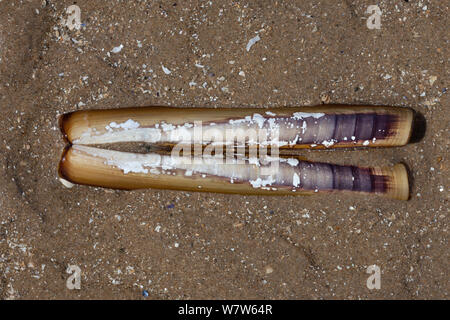 Pod Razor Shell Stock Photo - Alamy