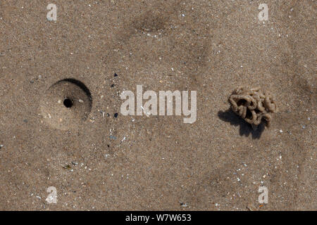 Lugworm (Arenicola maritima) feeding depression on sandy shore at low ...