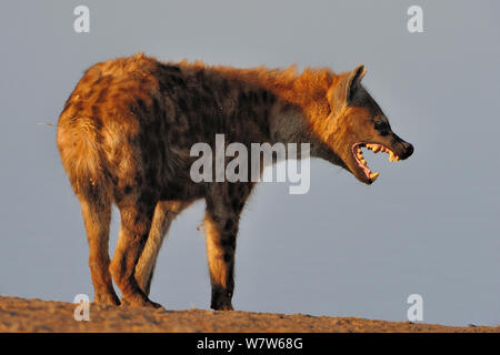 Spotted hyena (Crocuta crocuta) snarling in Masai Mara, Kenya Stock ...