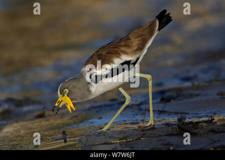 White-crowned Lapwing (Vanellus albiceps) in flight at sunrise, Lake ...
