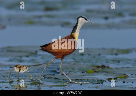 Male African jacana (Actophilornis africana) rescuing chick from water ...
