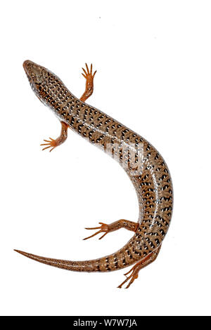 Ocellated Bronze Skink (Chalcides ocellatus) in Sardinia, Sardegna ...