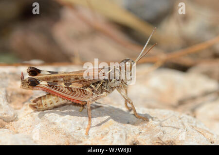 Moroccan locust Dociostaurus maroccanus on flowers of Canary Island ...