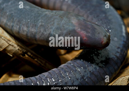 Caecilian (Caecilia tentaculata) French Guiana Stock Photo - Alamy