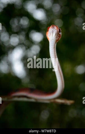 Portrait of Tropical Flat Snake - French Guiana Stock Photo - Alamy