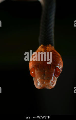 Portrait of Tropical Flat Snake - French Guiana Stock Photo - Alamy