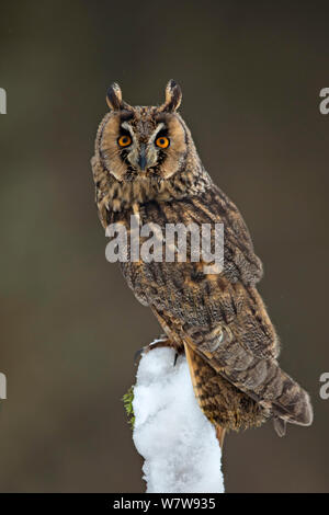 A vertical portrait of a northern long-eared owl with blur background ...