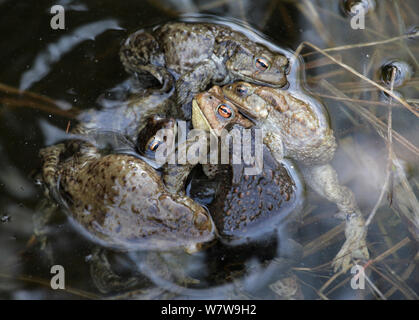 Common Toad Mating Ball Stock Photo - Alamy