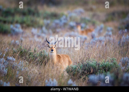 Bohor reedbucks (Redunca redunca) male, Gasay Grasslands, Ethiopia ...