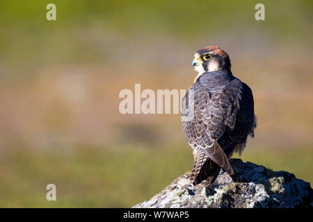 Lanner Falcon (Falco biarmicus). Bale Mountains National Park. Ethiopia ...