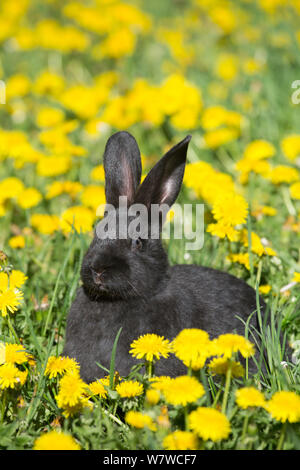 New Zealand breed rabbit in flowers. USA Stock Photo - Alamy