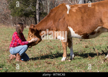 Young woman with Guernsey heifer in pasture, Granby, Connecticut, USA ...