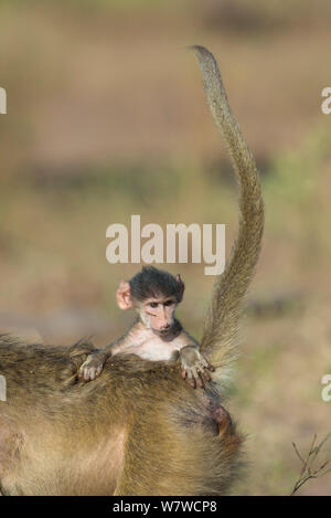 Baboon Monkey, Papio hamadryas ursinus, Kruger National Park South ...