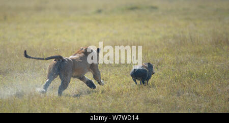 African lioness (Panthera leo) chasing a herd of Zebra and Wildebeest ...