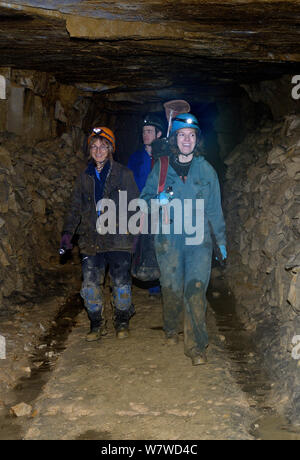 Bat survey team exploring old Bath stone mine in search of hibernating ...