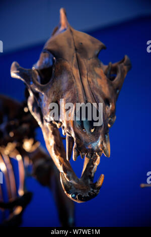 Extinct Dire wolf (Canis dirus) skeleton from Ice Age, at La Brea Tar ...
