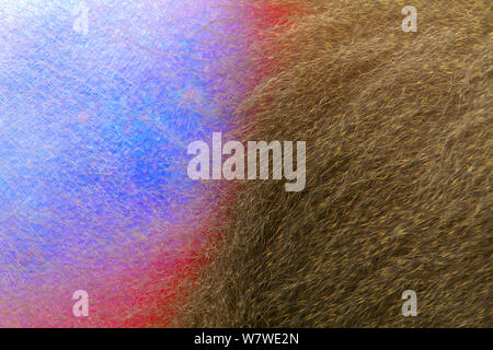 Mandrill male (Mandrillus sphinx) abstract of brightly coloured ischial ...